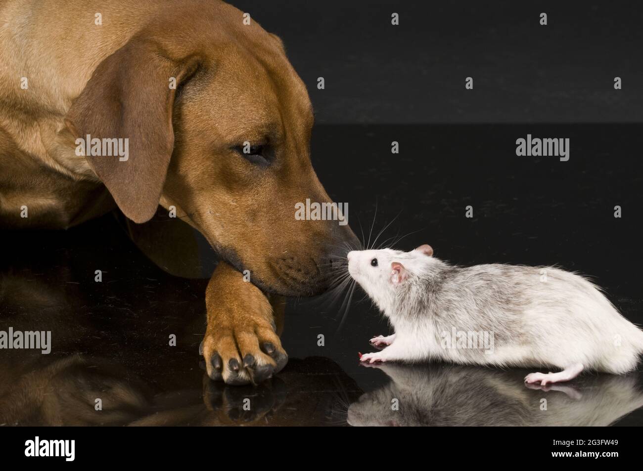Dog with rat Stock Photo - Alamy