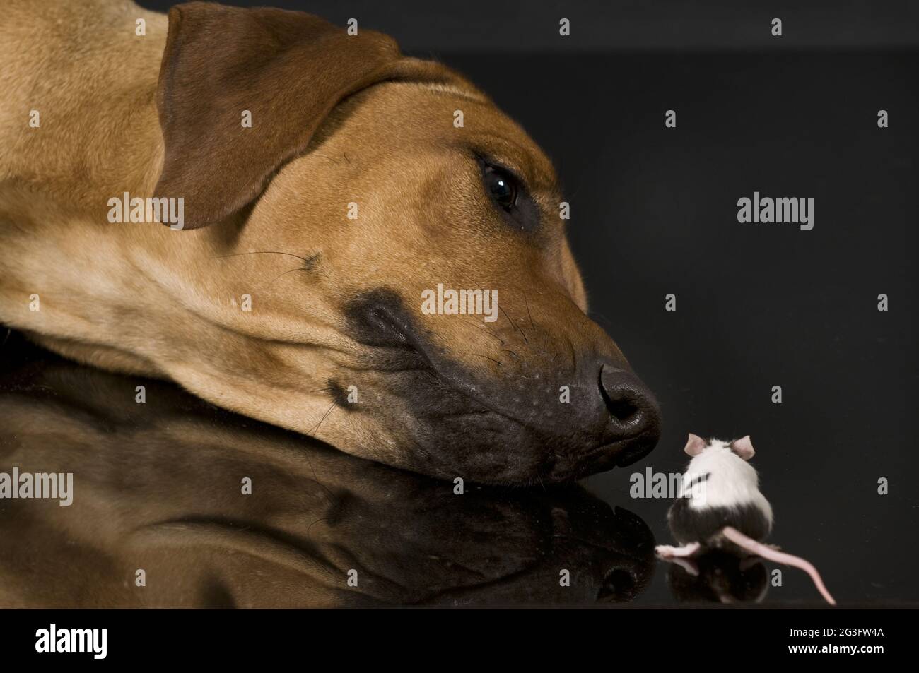 Rat dog hi-res stock photography and images - Alamy