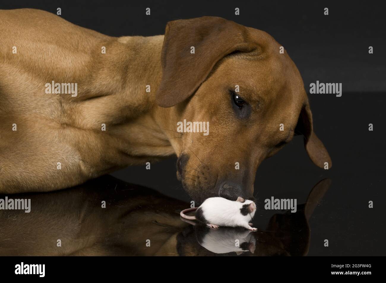 Rat dog hi-res stock photography and images - Alamy
