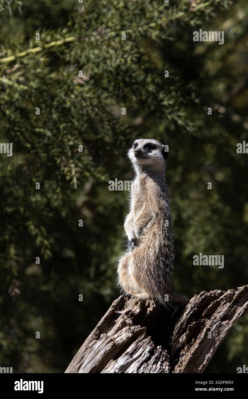 A portrait of a single meerkat elegantly poised Stock Photo - Alamy