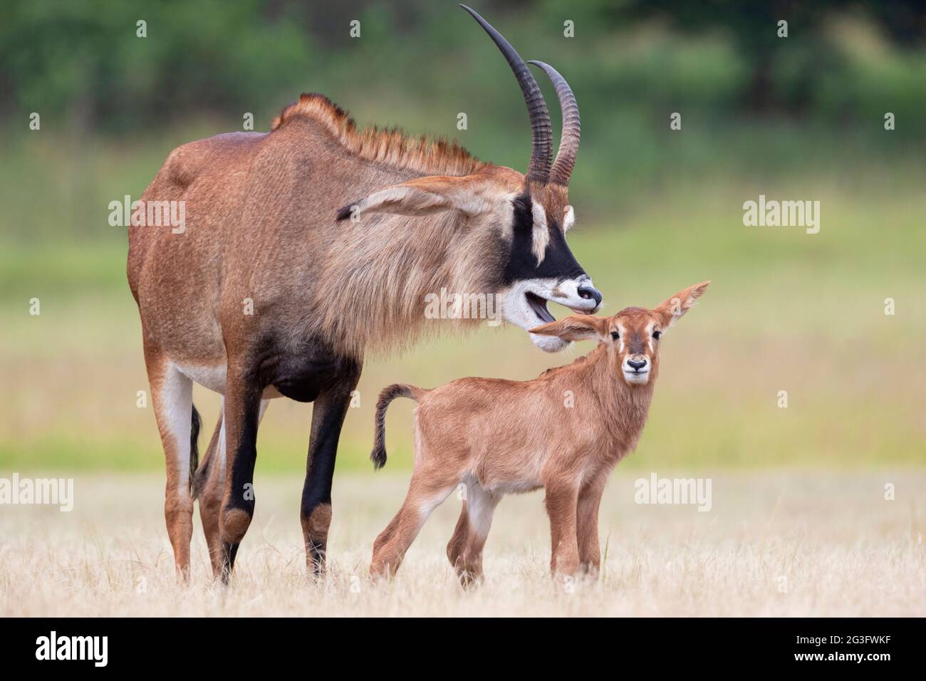 Roan (Hippotragus equinus) with calf, Mlilwane nature reserve breeding ...