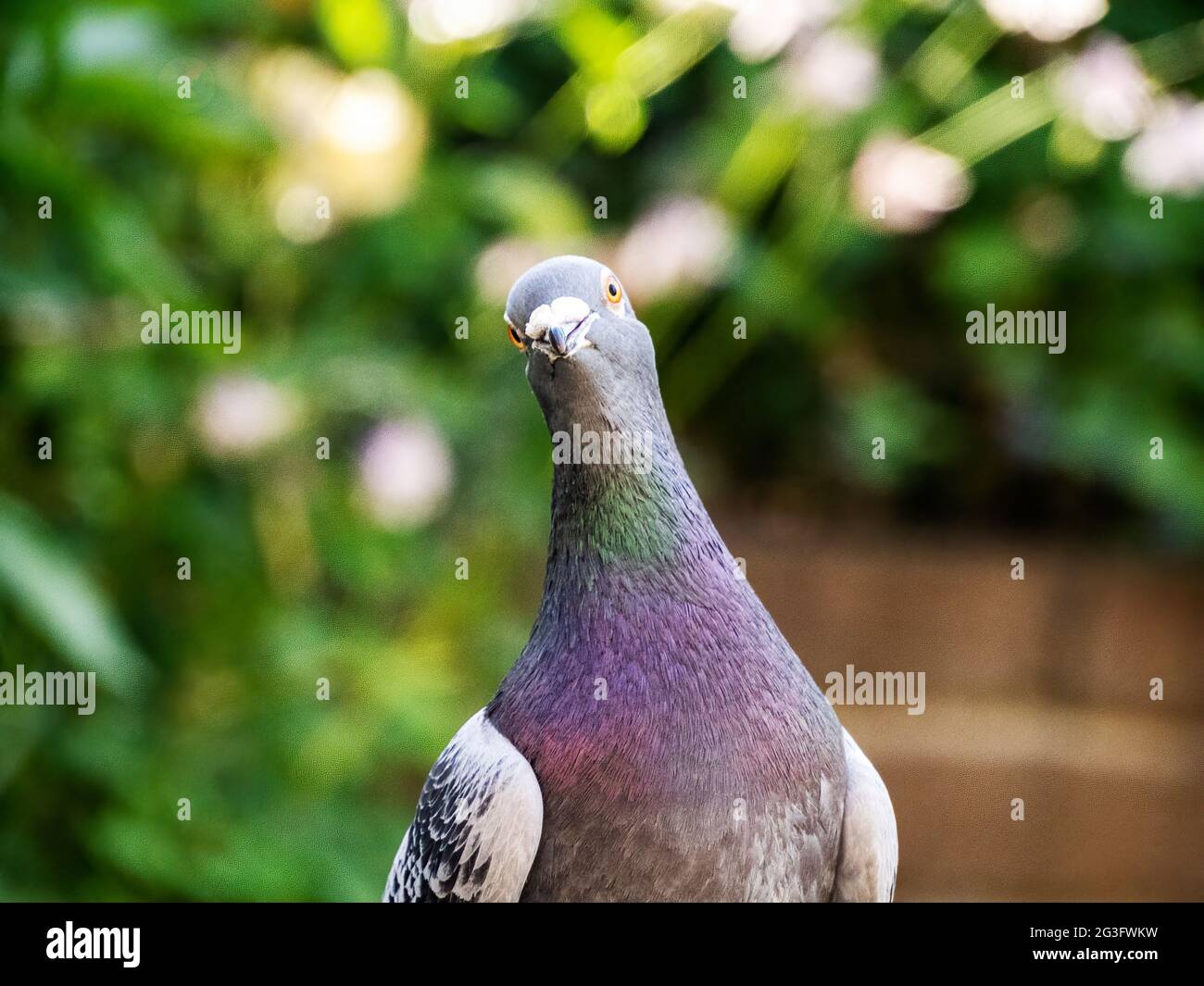 pigeon saying hello Stock Photo - Alamy