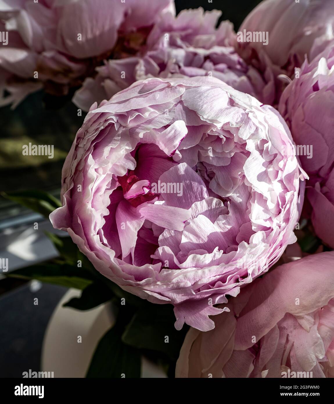 Single peony hi-res stock photography and images - Alamy
