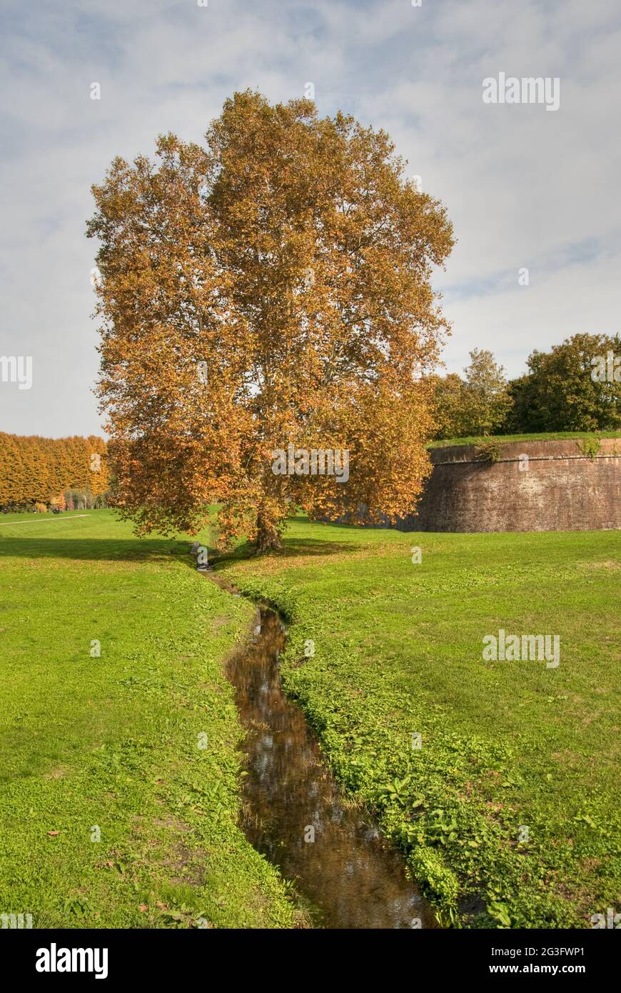 Tree outside Lucca, Italy Stock Photo - Alamy