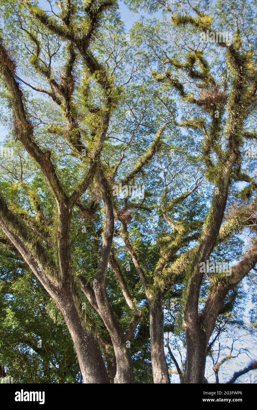 Australia daintree national park hi-res stock photography and images ...