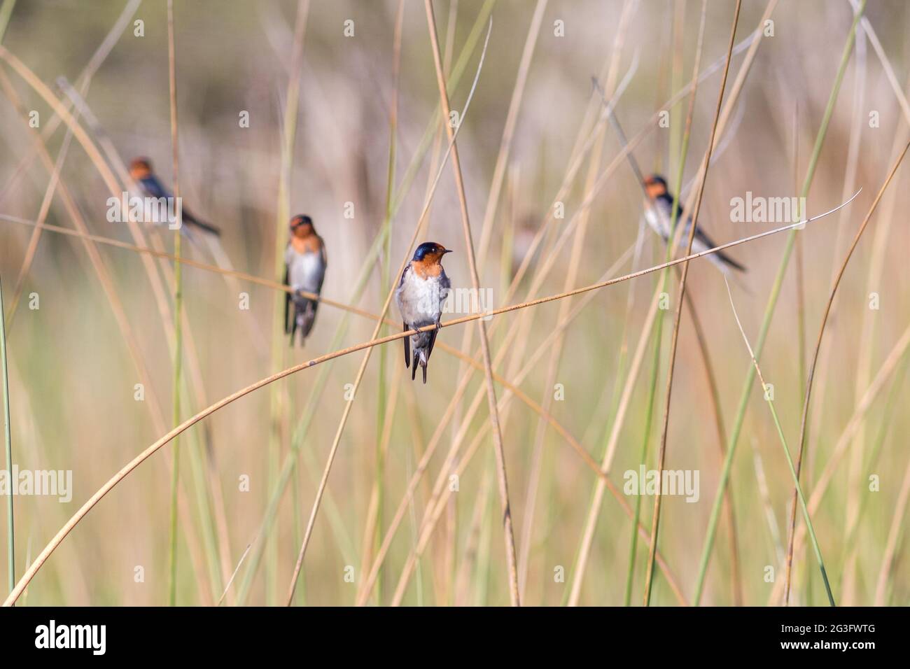 A flock of welcome swallows (Hirundo neoxena) perched on reeds. Cudgen ...