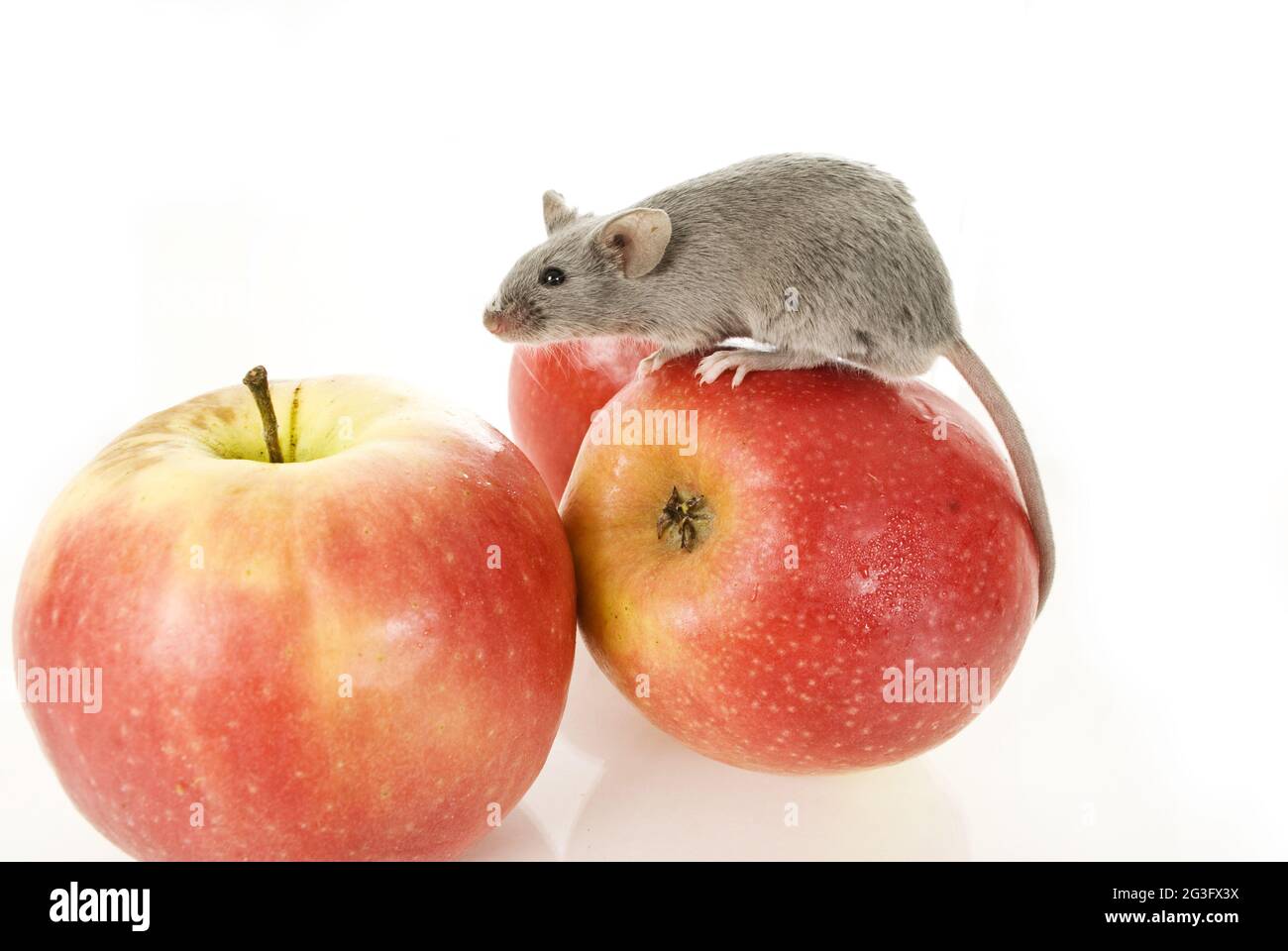 Apple mouse hi-res stock photography and images - Alamy