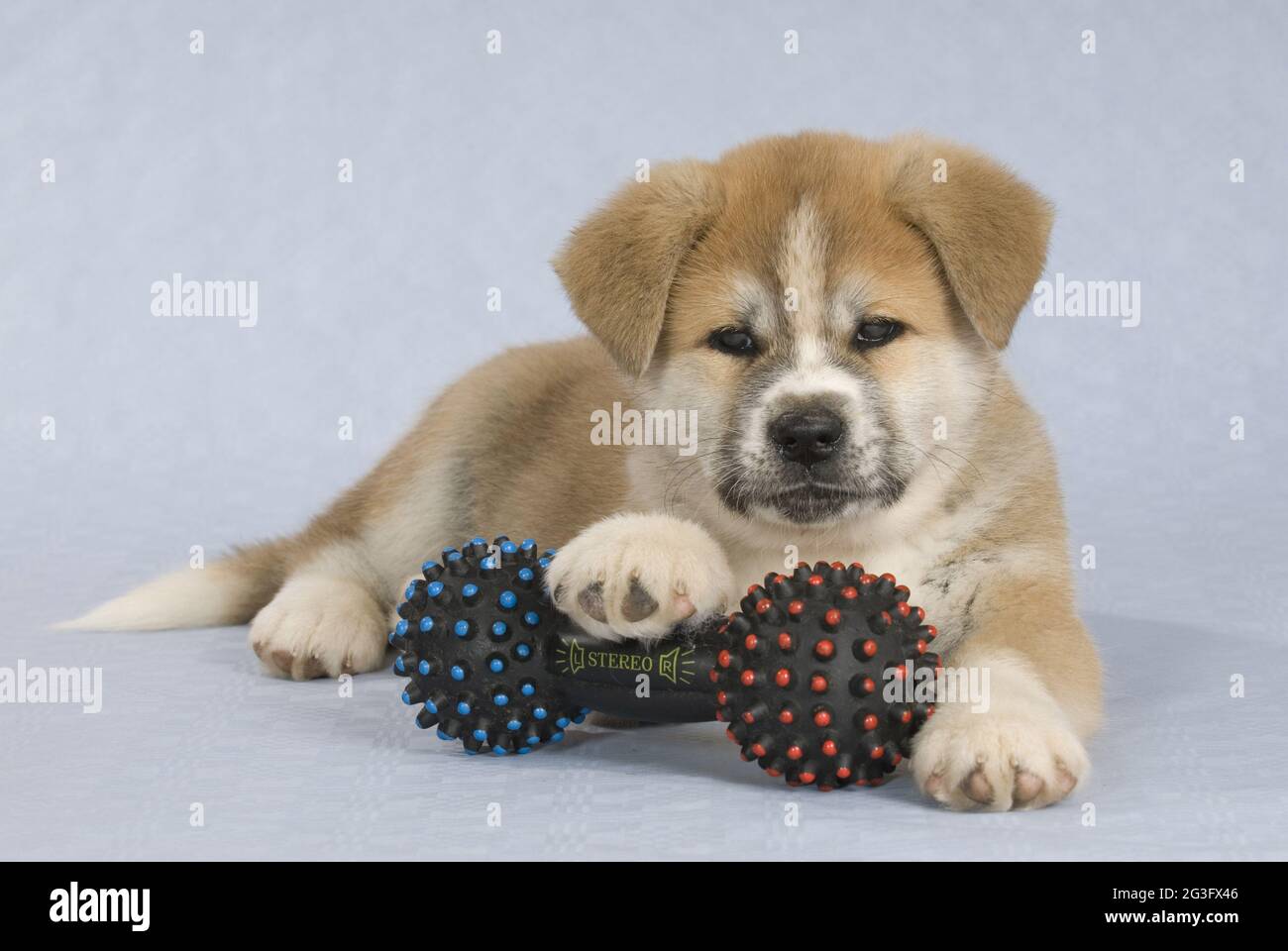 Young akita inu hi-res stock photography and images - Alamy