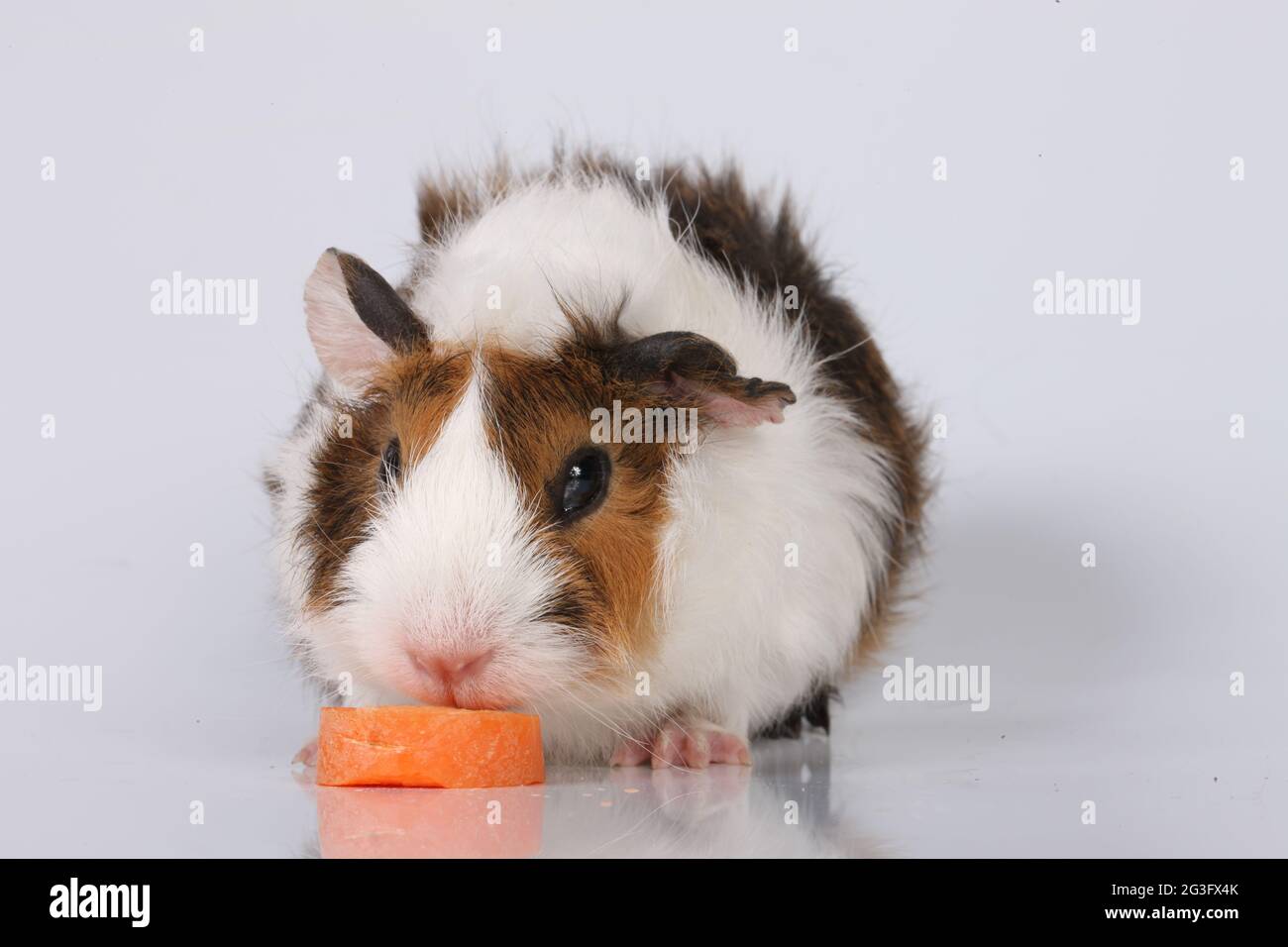 Guinea pig with carrot Stock Photo - Alamy