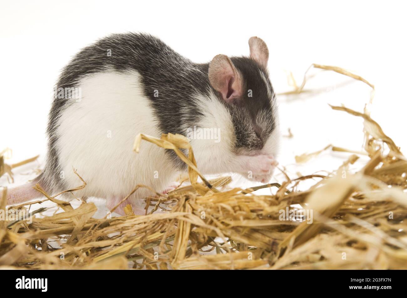 Heimtierrat hi-res stock photography and images - Alamy