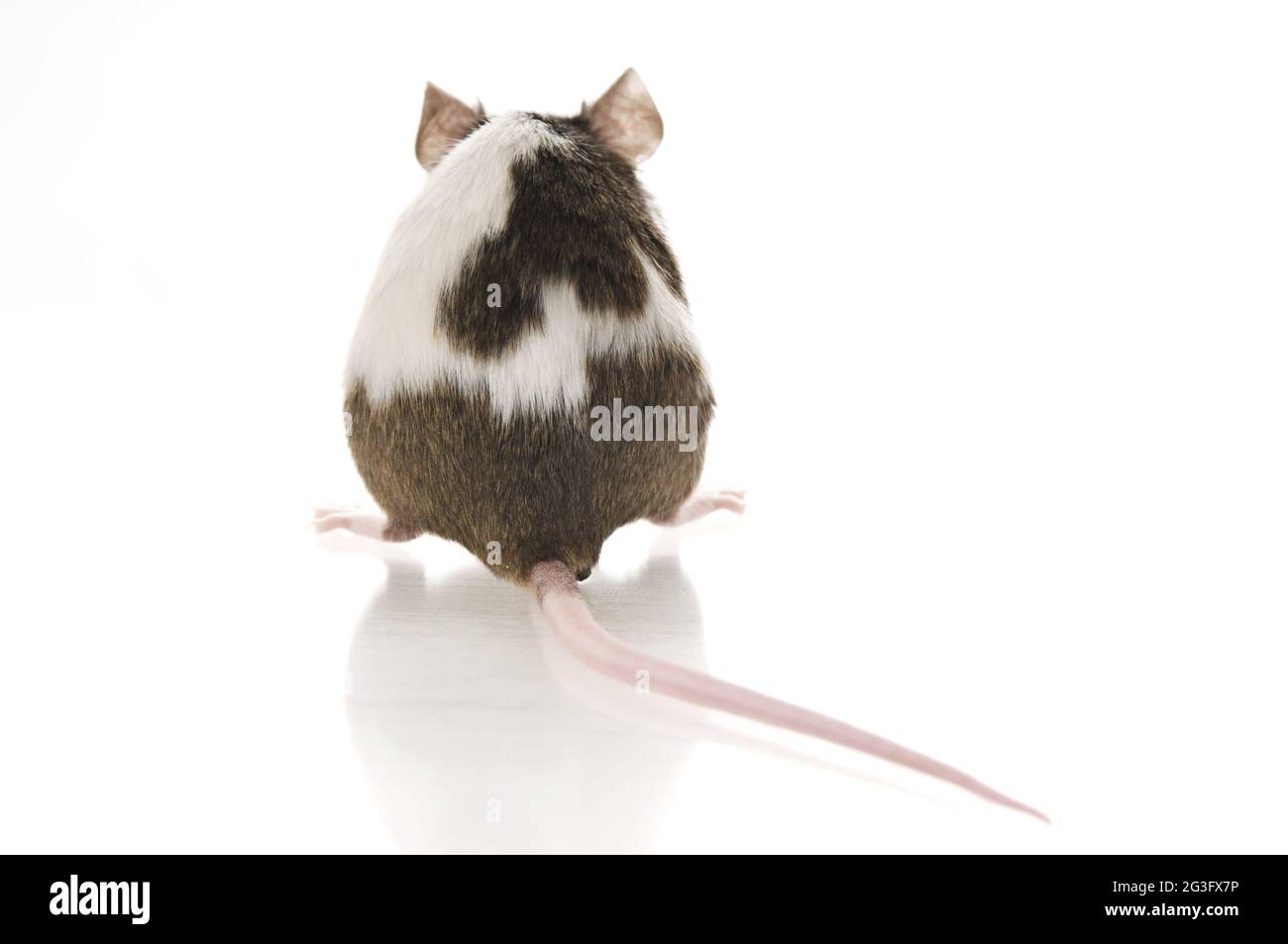 Color rat from behind Stock Photo - Alamy