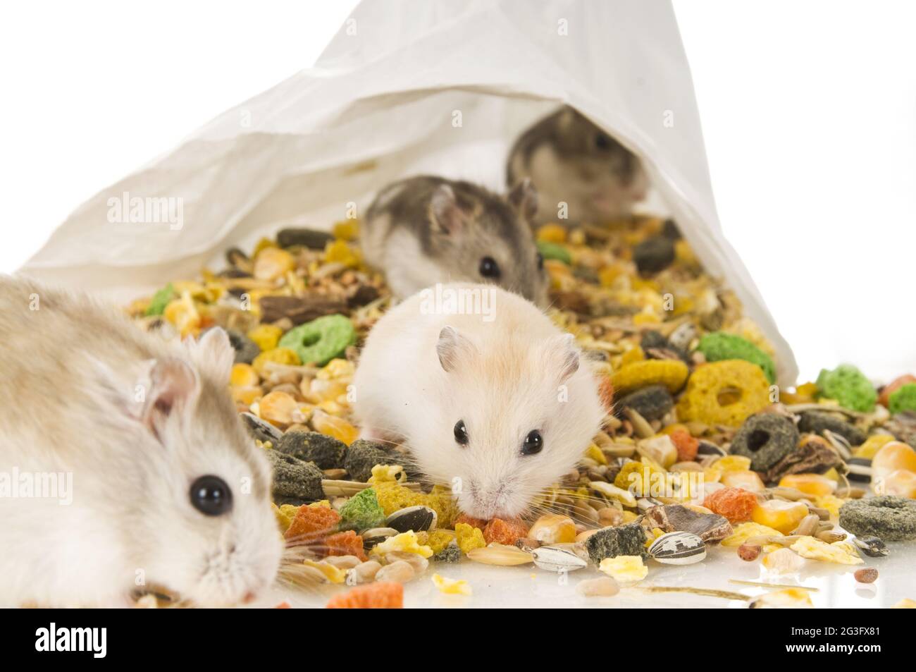 Dwarf hamster with food Stock Photo - Alamy