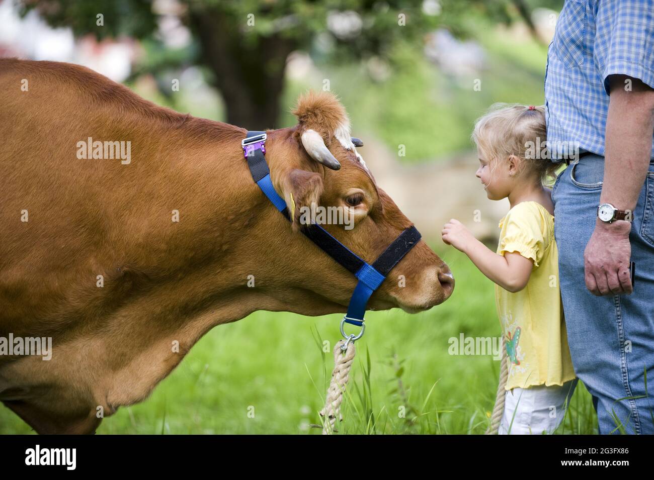 Kids cow hi-res stock photography and images - Alamy