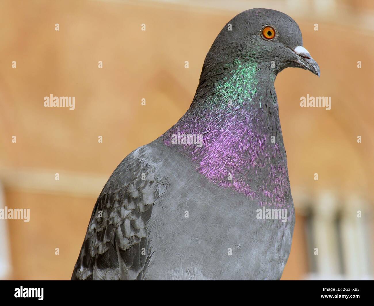 Pigeon in Siena, Tuscany, Italy Stock Photo - Alamy