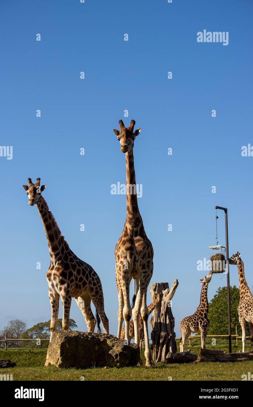 Tall wide neck hi-res stock photography and images - Alamy