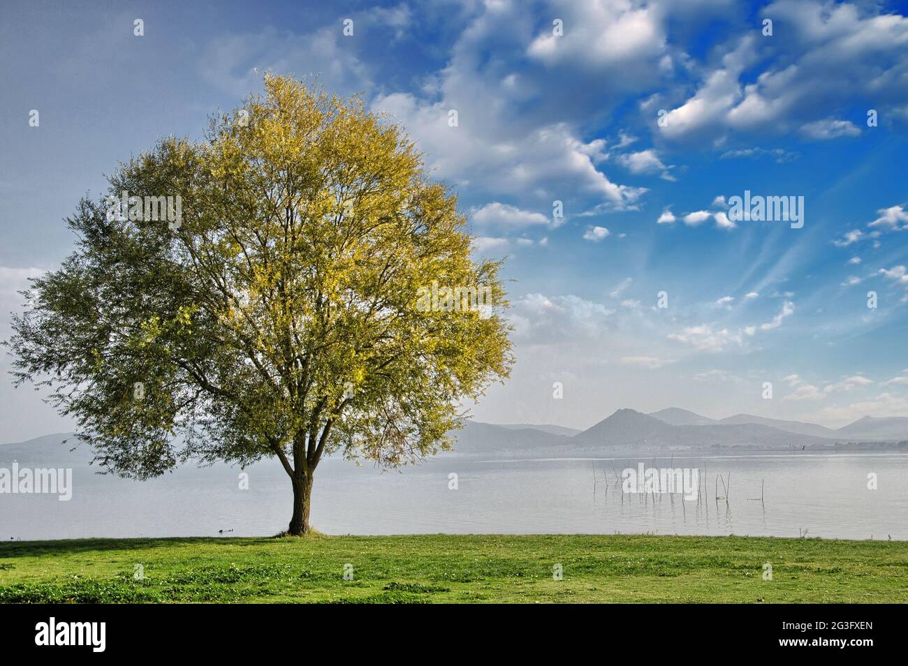 Beautiful view of isolated tree on dramatic background sky Stock Photo ...
