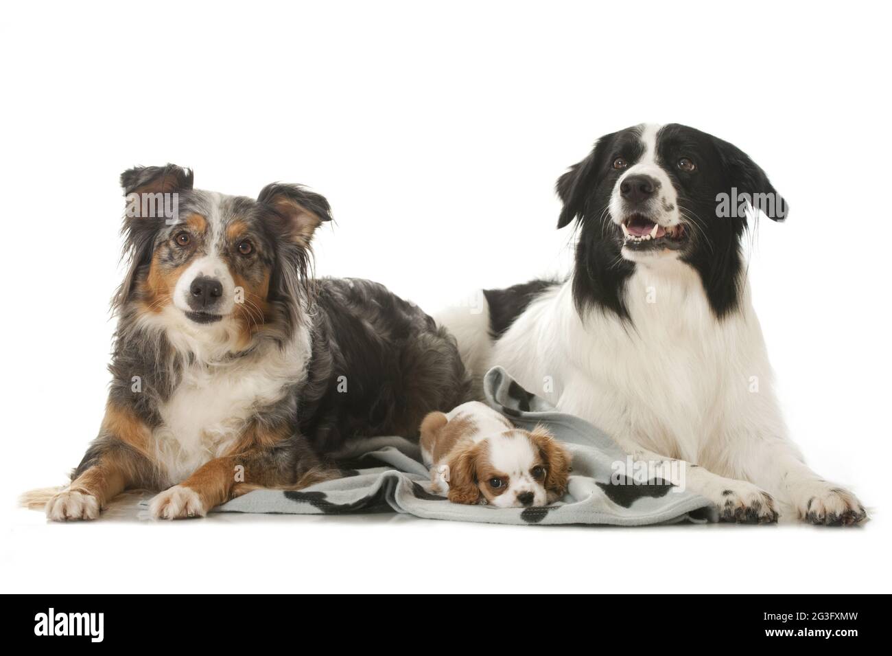 Australian shepherd,Border Collie,Cavalier King Charles Spaniel Stock ...