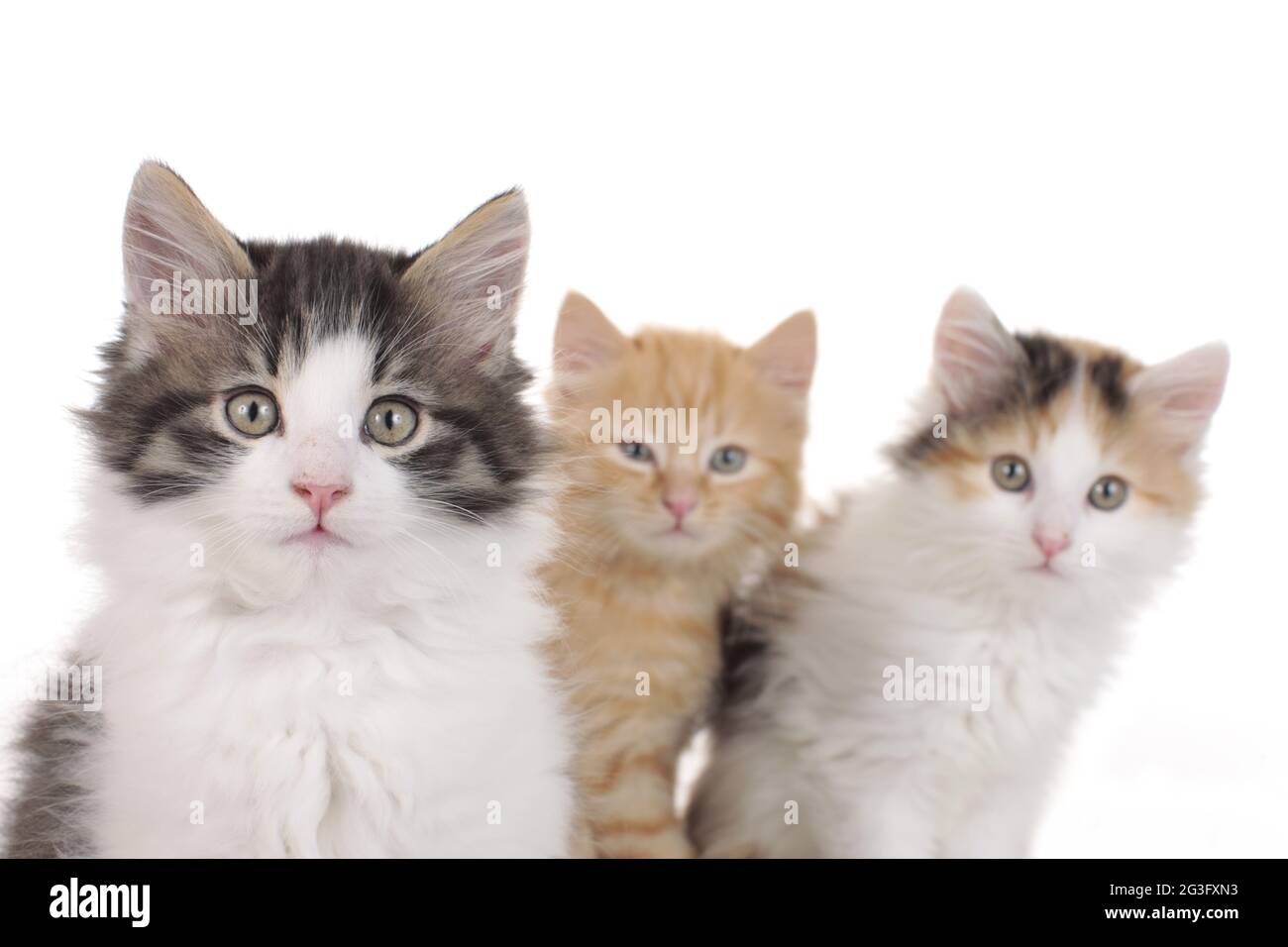 Three little kitten Stock Photo - Alamy