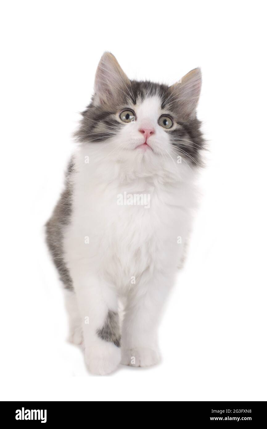 Little domestic kitten Stock Photo - Alamy