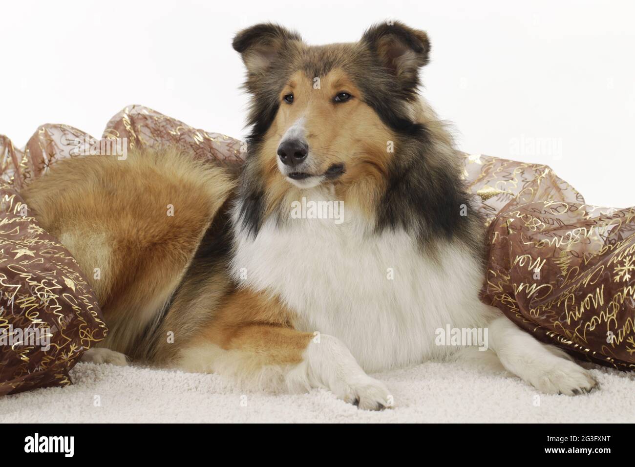 American Collie, Christmas Stock Photo - Alamy