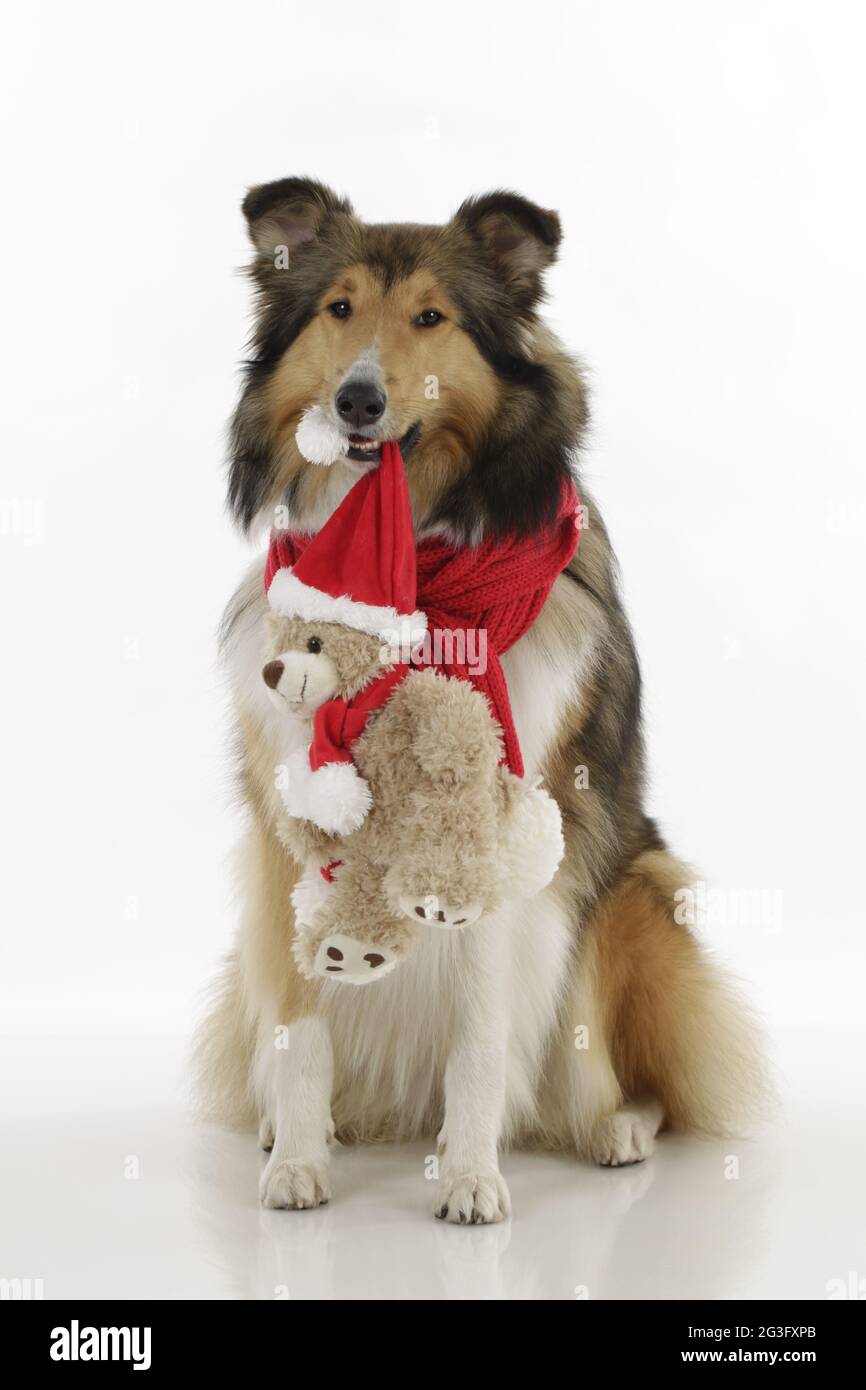 American collie hi-res stock photography and images - Alamy