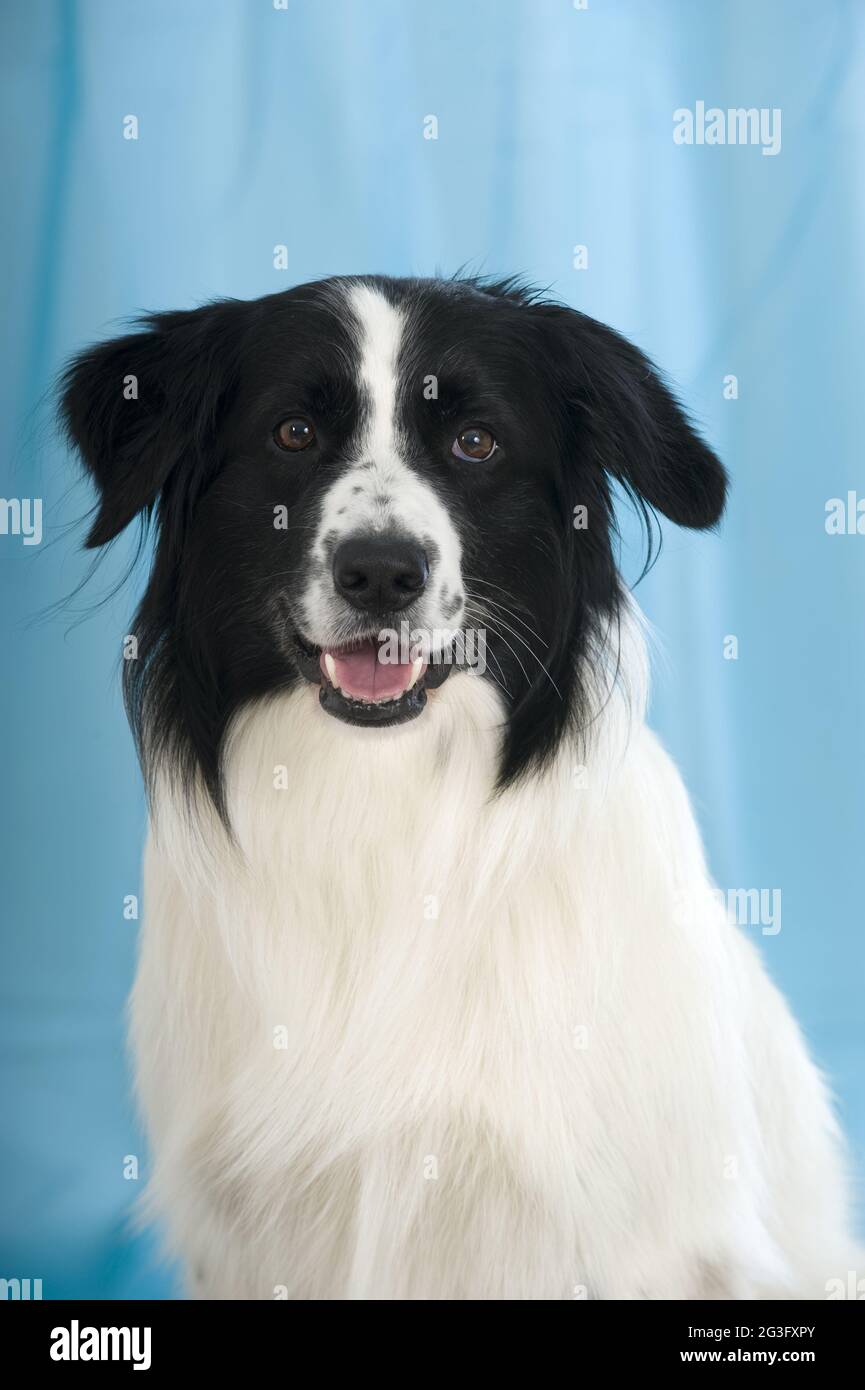 Border Collie black and white Stock Photo - Alamy