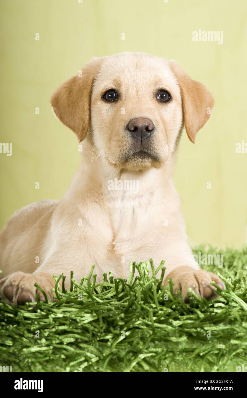 Labrador Retriever Puppy Stock Photo - Alamy