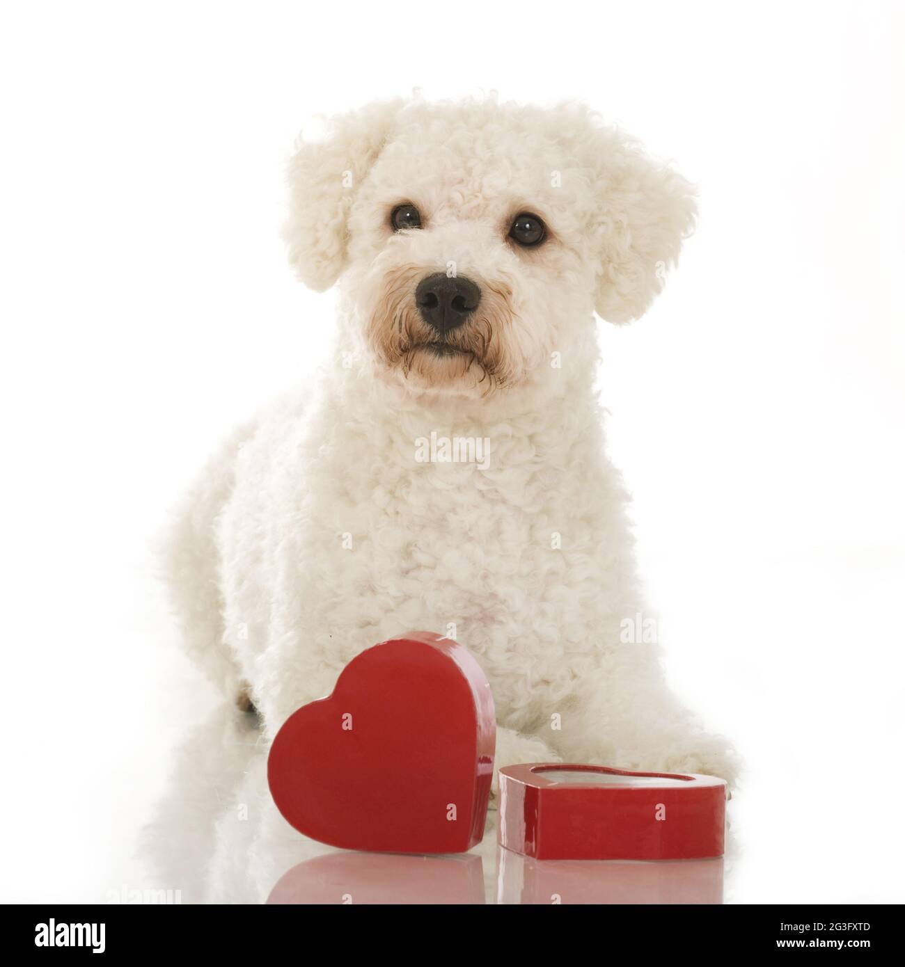 Bolonka Zwetna dog Stock Photo - Alamy