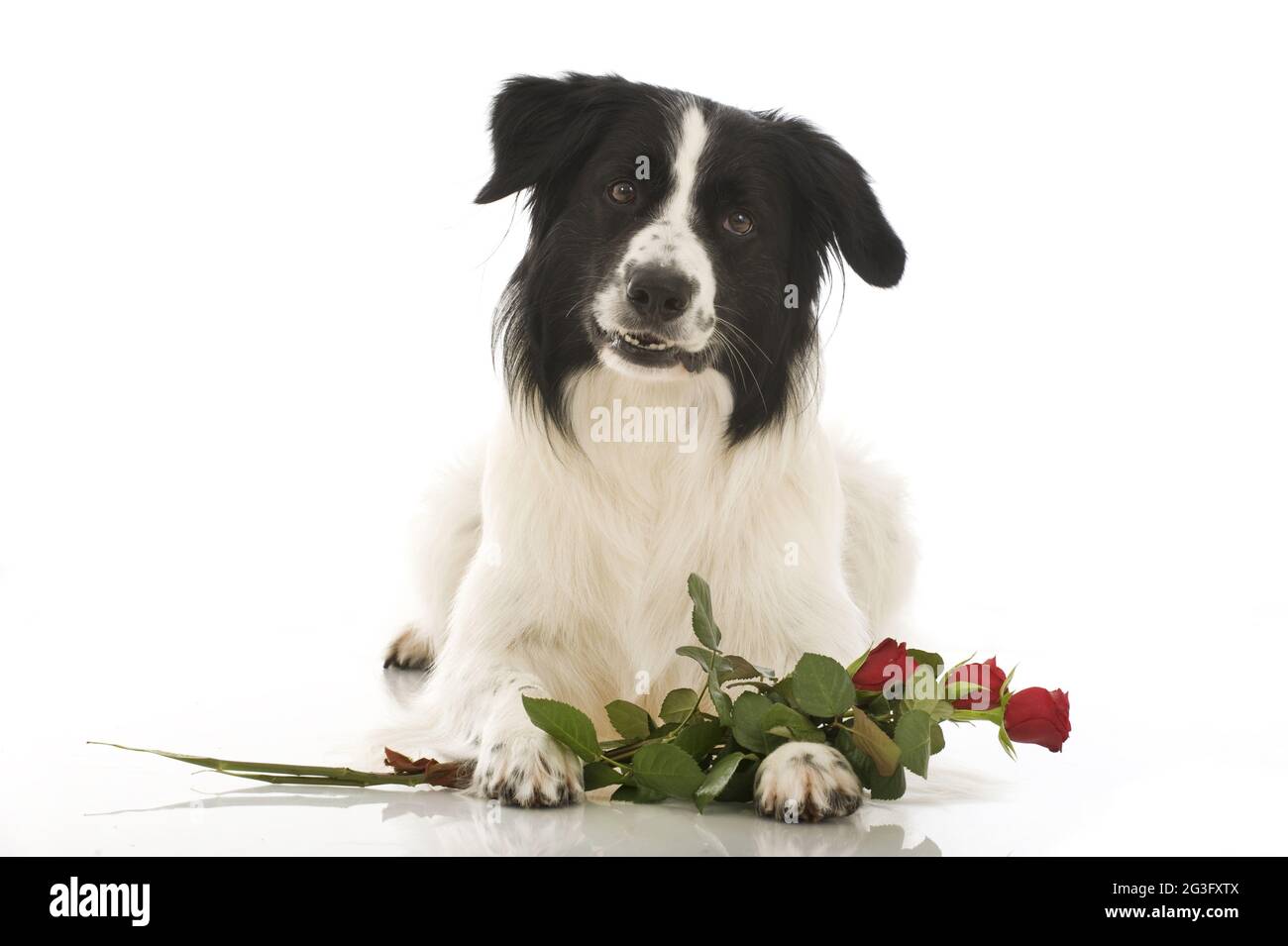 Border Collie black and white Stock Photo - Alamy