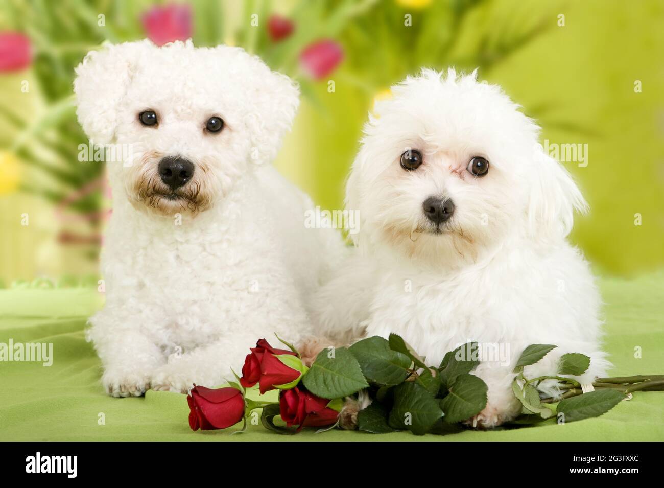 Bolonka Zwetna dog Stock Photo - Alamy