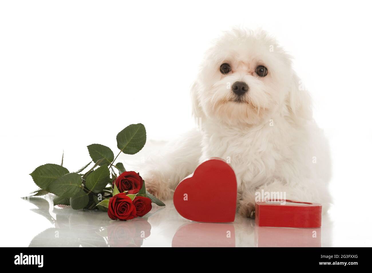 Bolonka Zwetna dog Stock Photo - Alamy