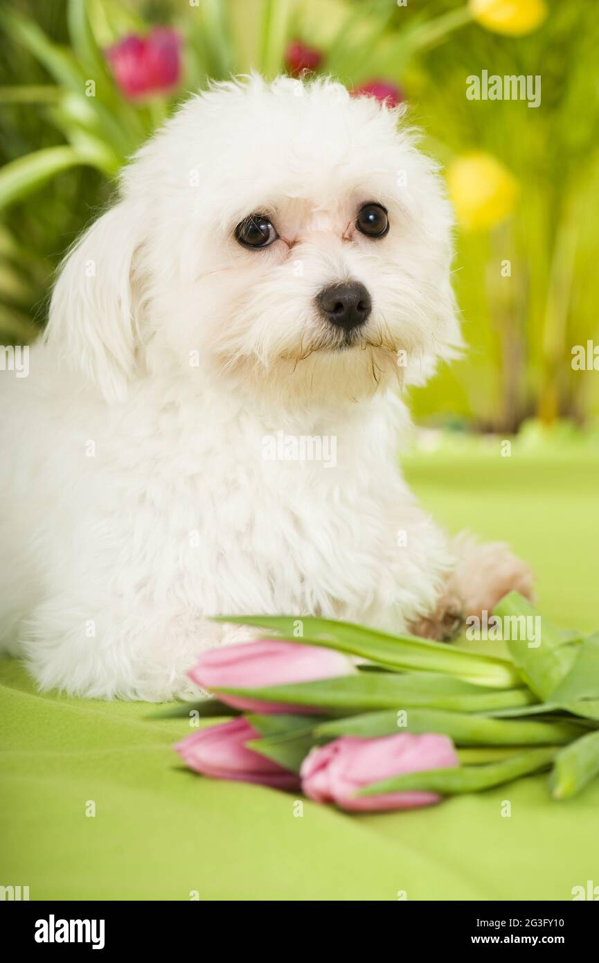 Bolonka dog hi-res stock photography and images - Alamy