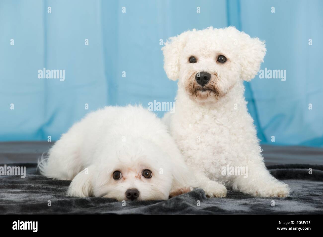 Bolonka Zwetna dog Stock Photo - Alamy