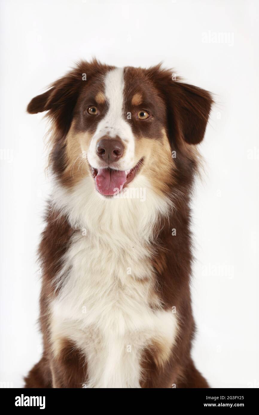Two dogs australian shepherd hi-res stock photography and images - Alamy