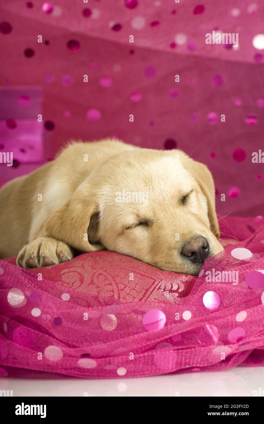 Sleep labrador retriever hi-res stock photography and images - Alamy