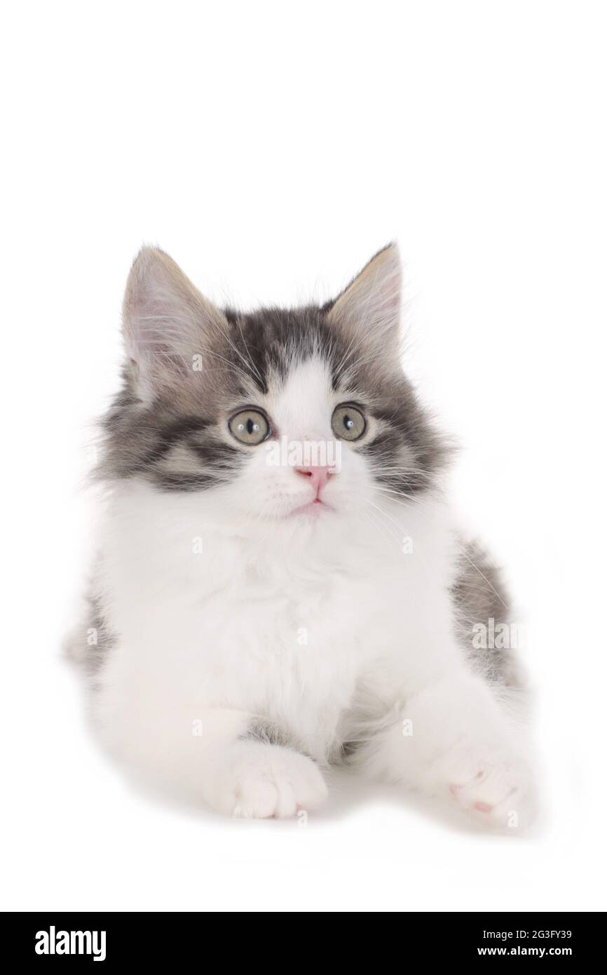 Mixed kitten hi-res stock photography and images - Alamy
