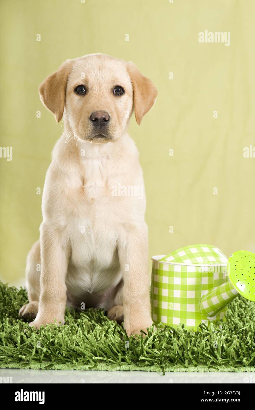 Labrador Retriever Puppy Stock Photo - Alamy