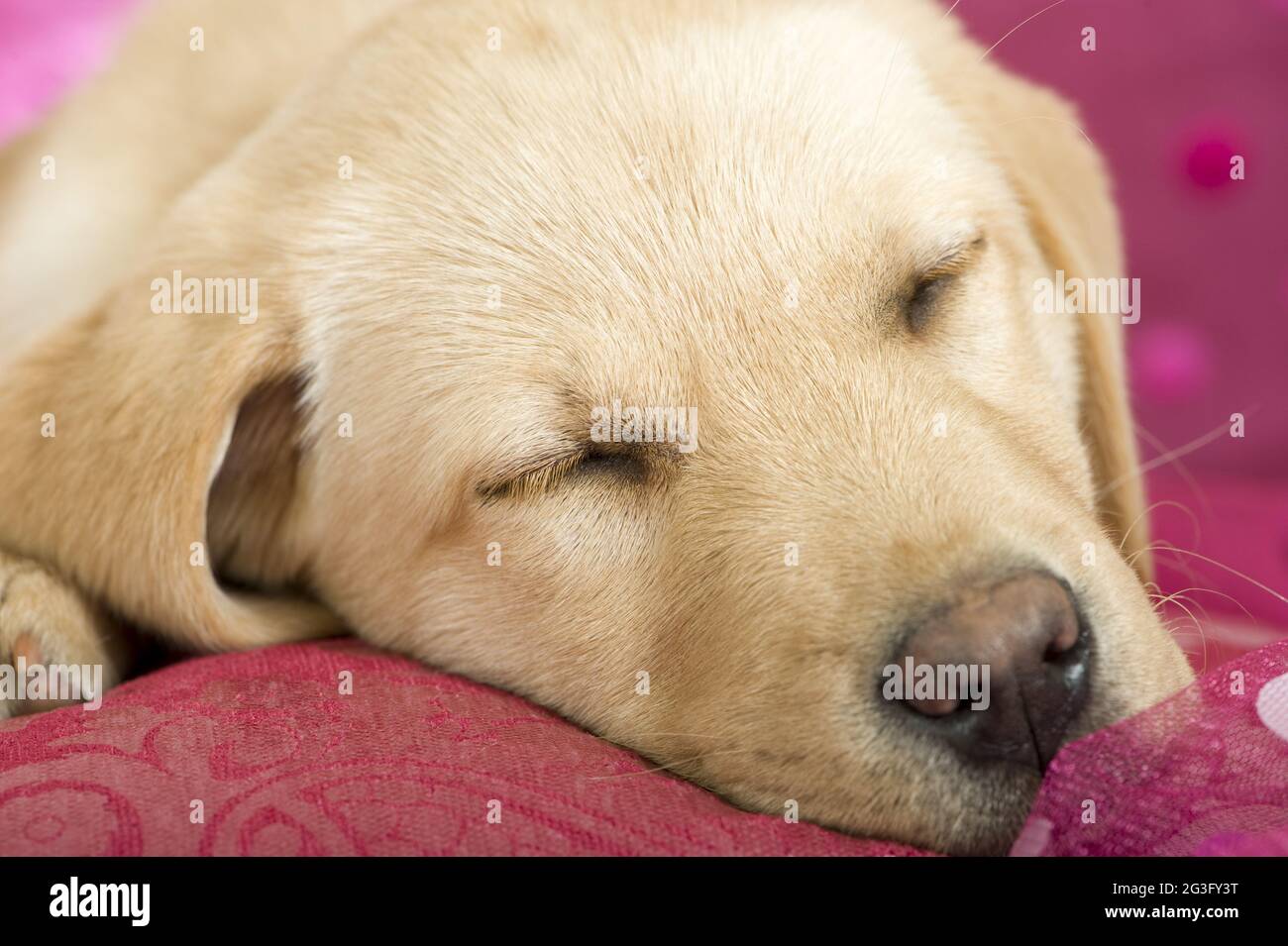 Labrador eyes shut hi-res stock photography and images - Alamy