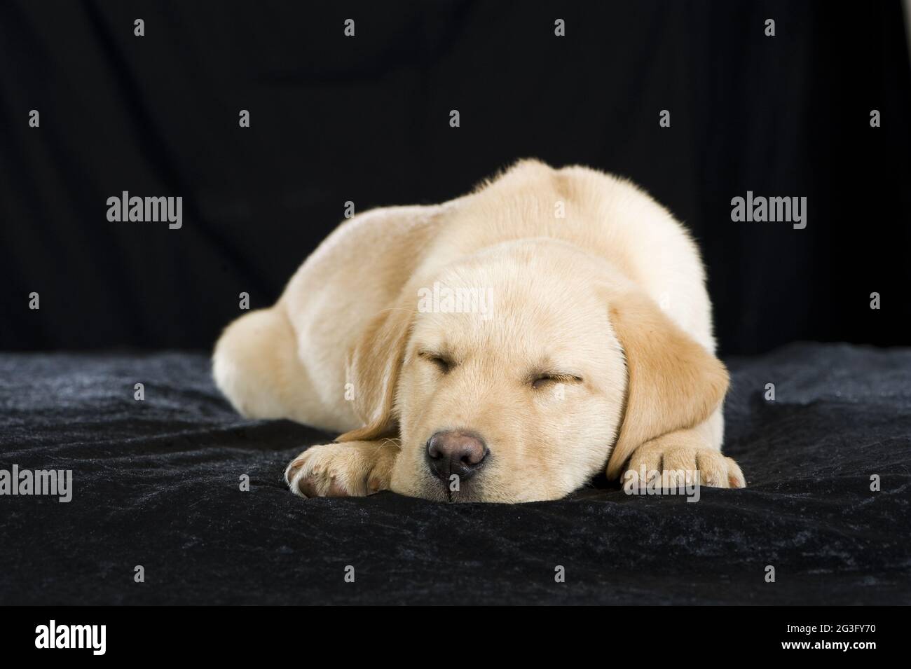 Labrador eyes shut hi-res stock photography and images - Alamy