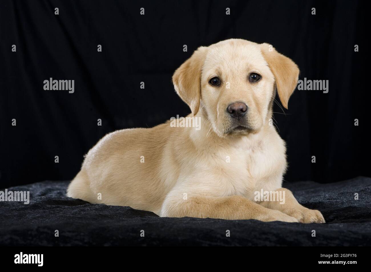 Labrador Retriever Puppy Stock Photo - Alamy