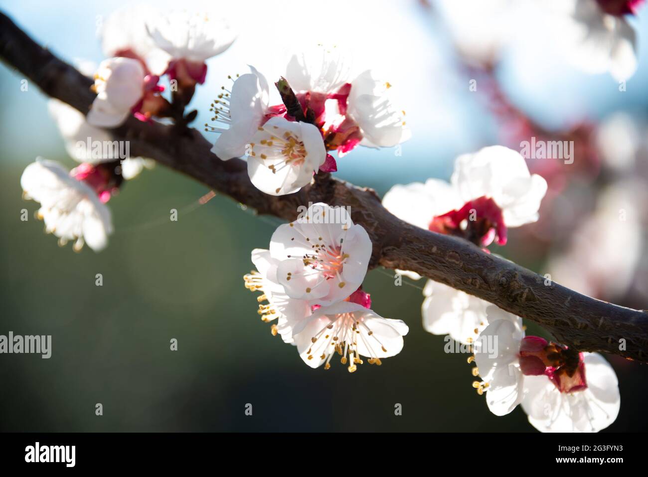 Cherry tree branches with beautiful flowers Stock Photo - Alamy