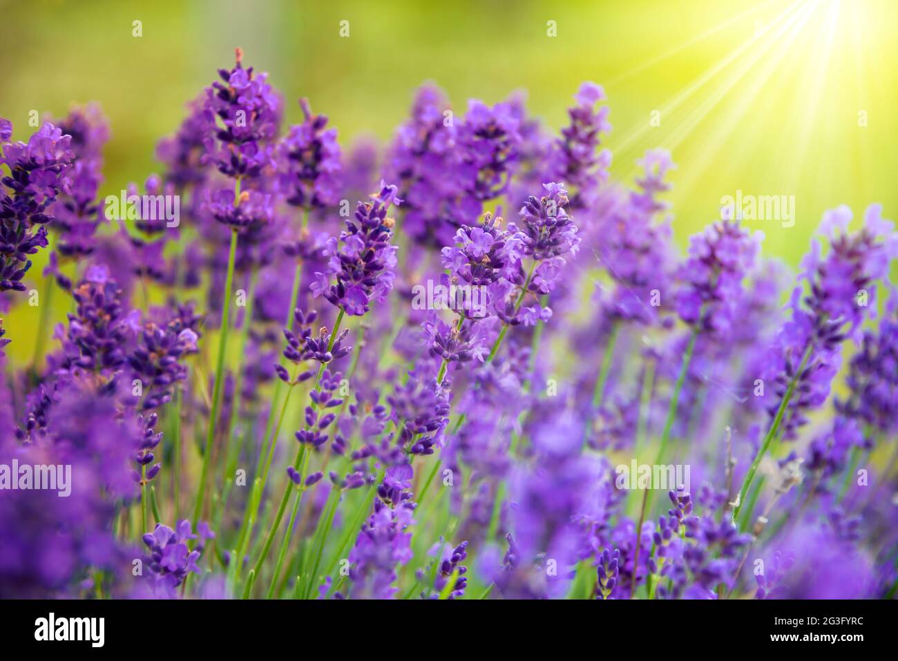 Lavender flowers in bloom in summertime Stock Photo - Alamy
