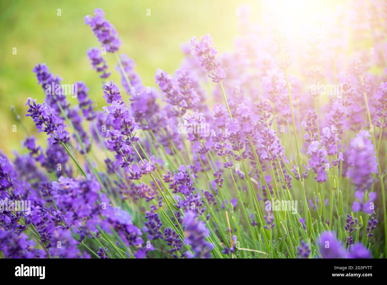 Lavender flowers in bloom in summertime Stock Photo - Alamy