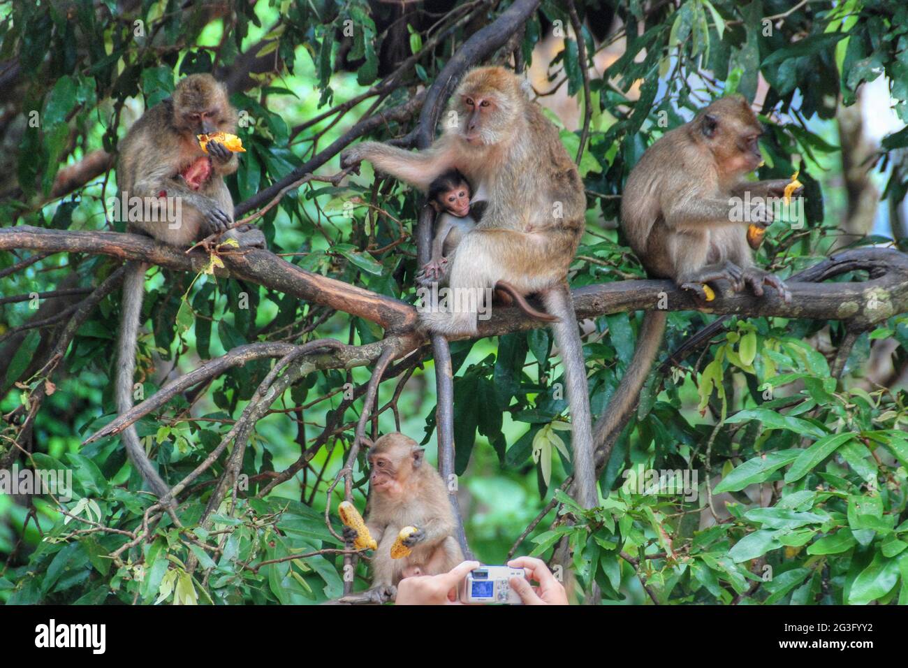 Group of monkeys hi-res stock photography and images - Alamy