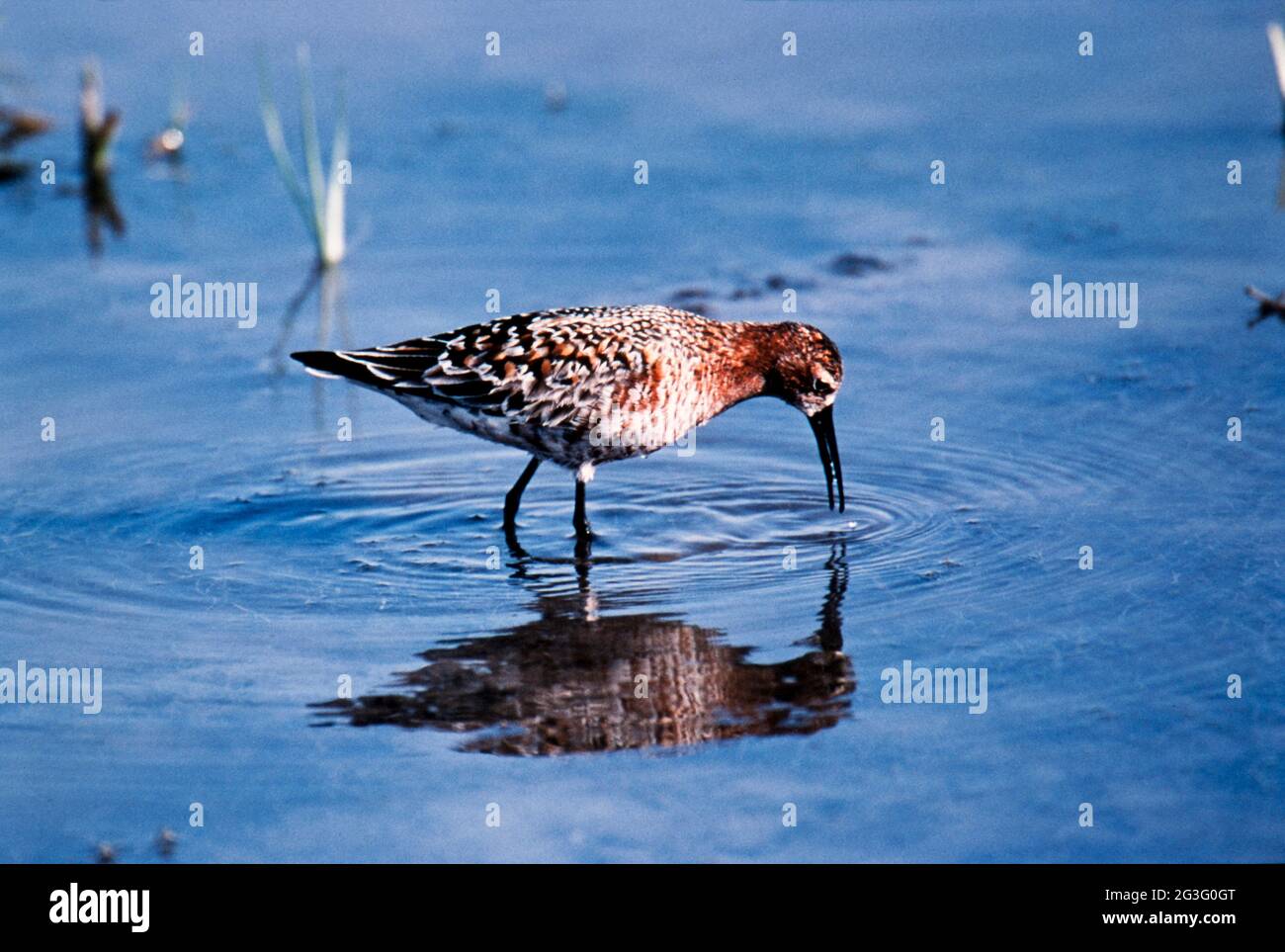Birds, nesting birds plus bird eggs with chicks in their natural ...
