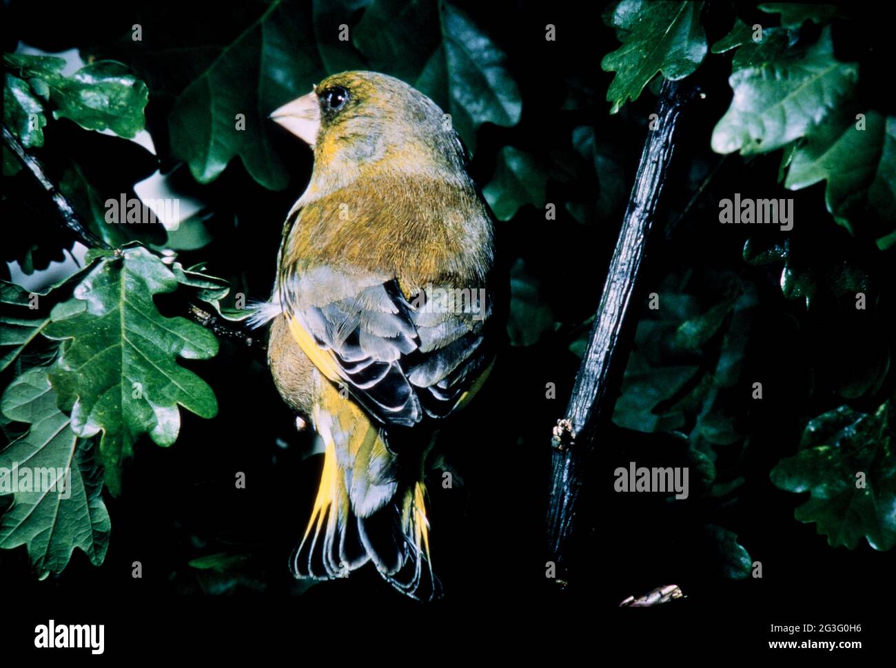 Birds, nesting birds plus bird eggs with chicks in their natural ...