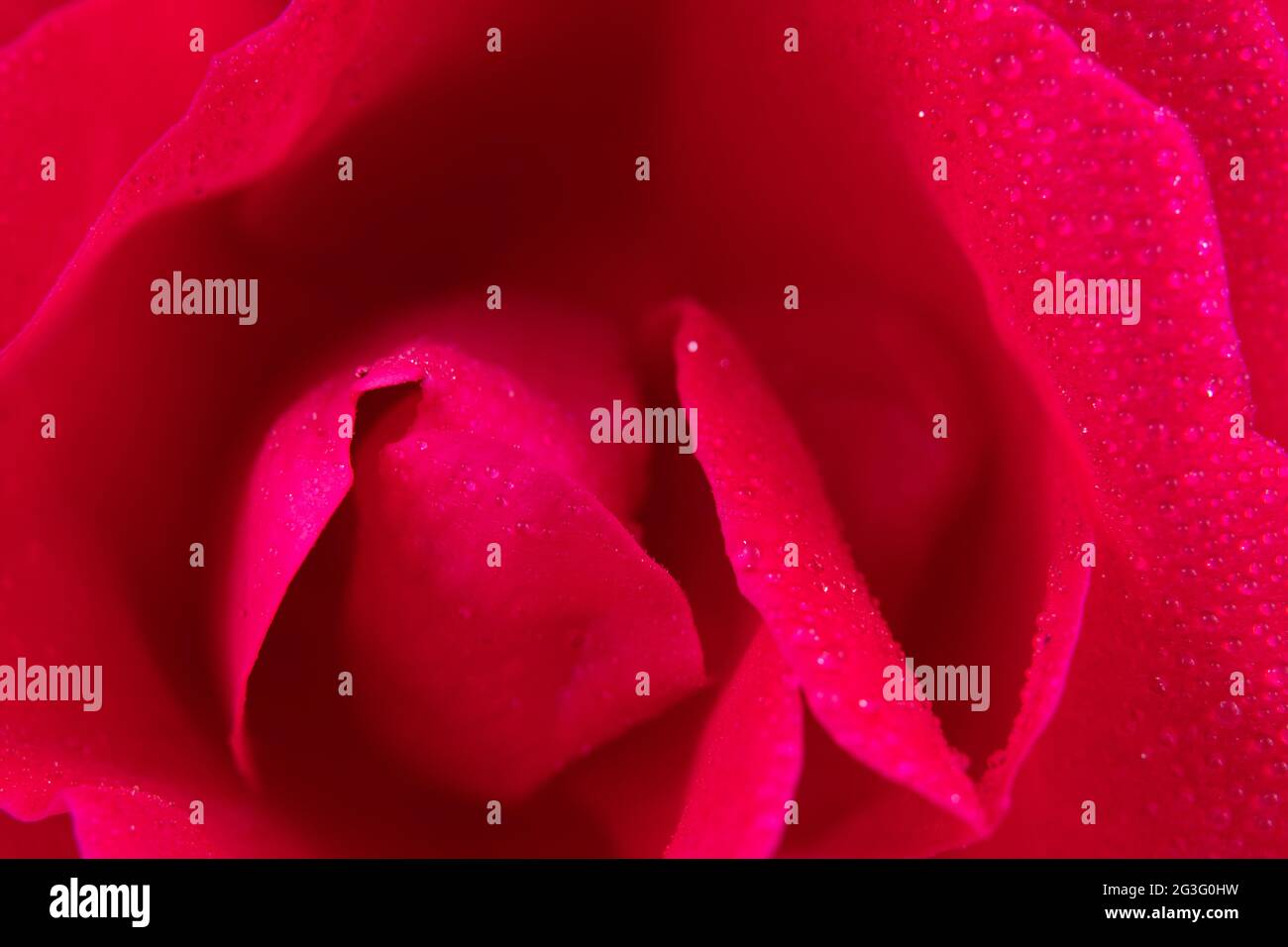 Macro of a red rose flower Stock Photo - Alamy