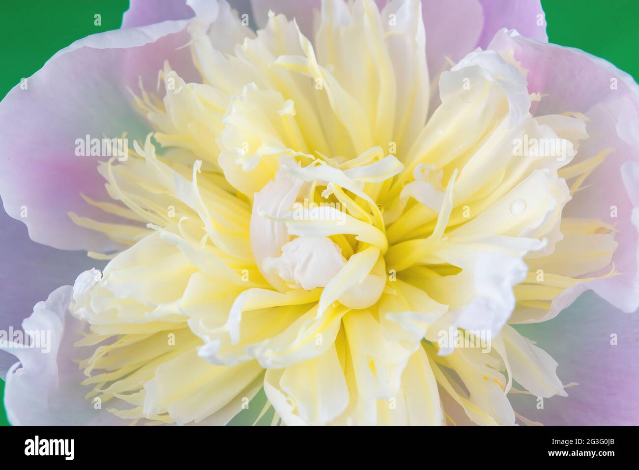 Chinese peony hi-res stock photography and images - Alamy