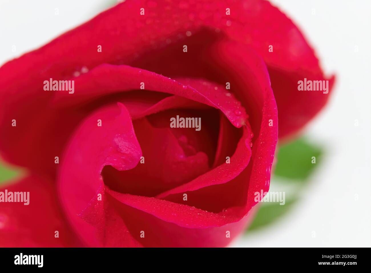 Macro of a red rose flower Stock Photo - Alamy