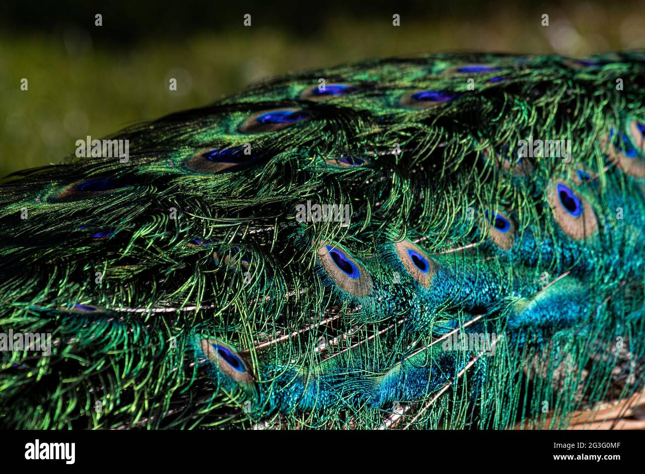 Extravagant plumage hi-res stock photography and images - Alamy